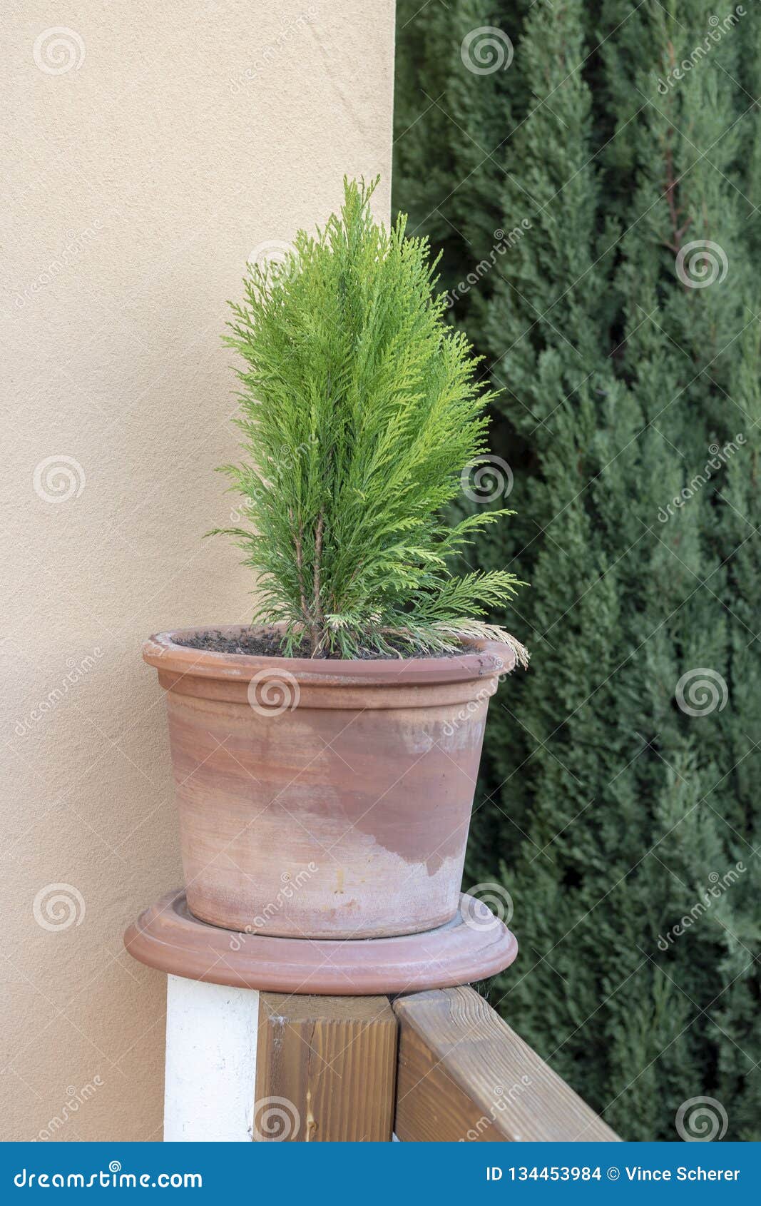 Thuja sapling in a pot stock photo. Image of cultivated - 134453984