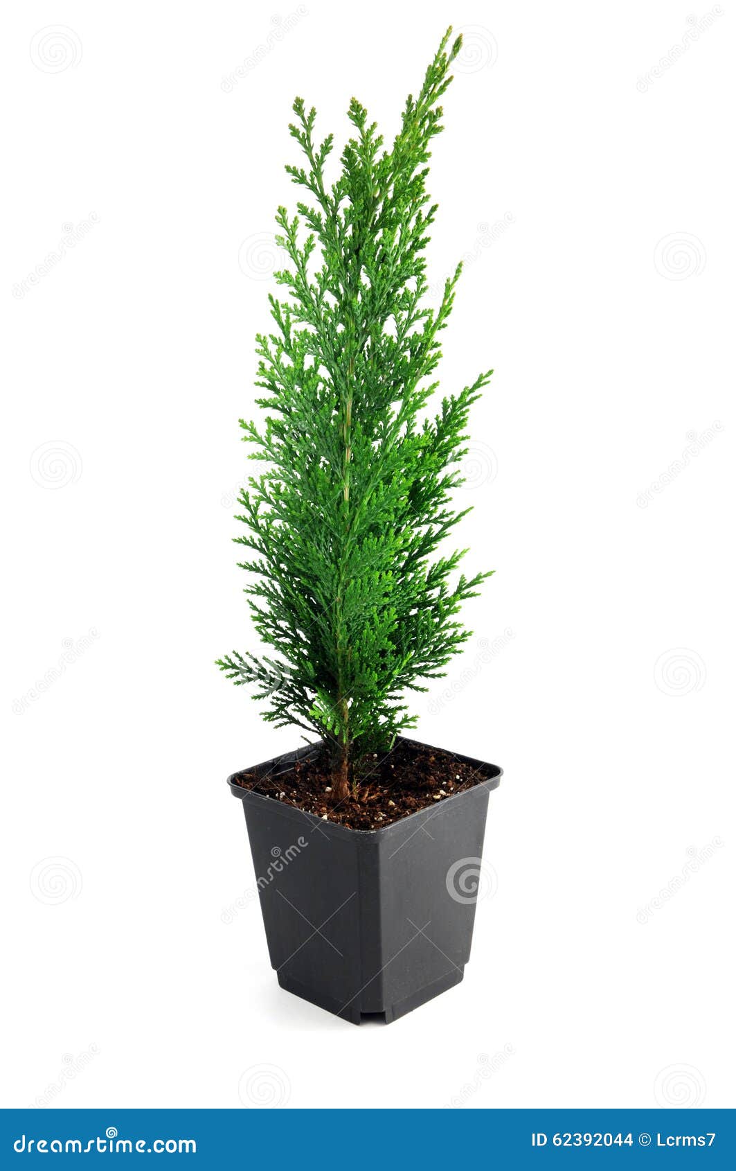 Thuja Seedling in a Flowerpot Stock Photo - Image of plant, growing ...