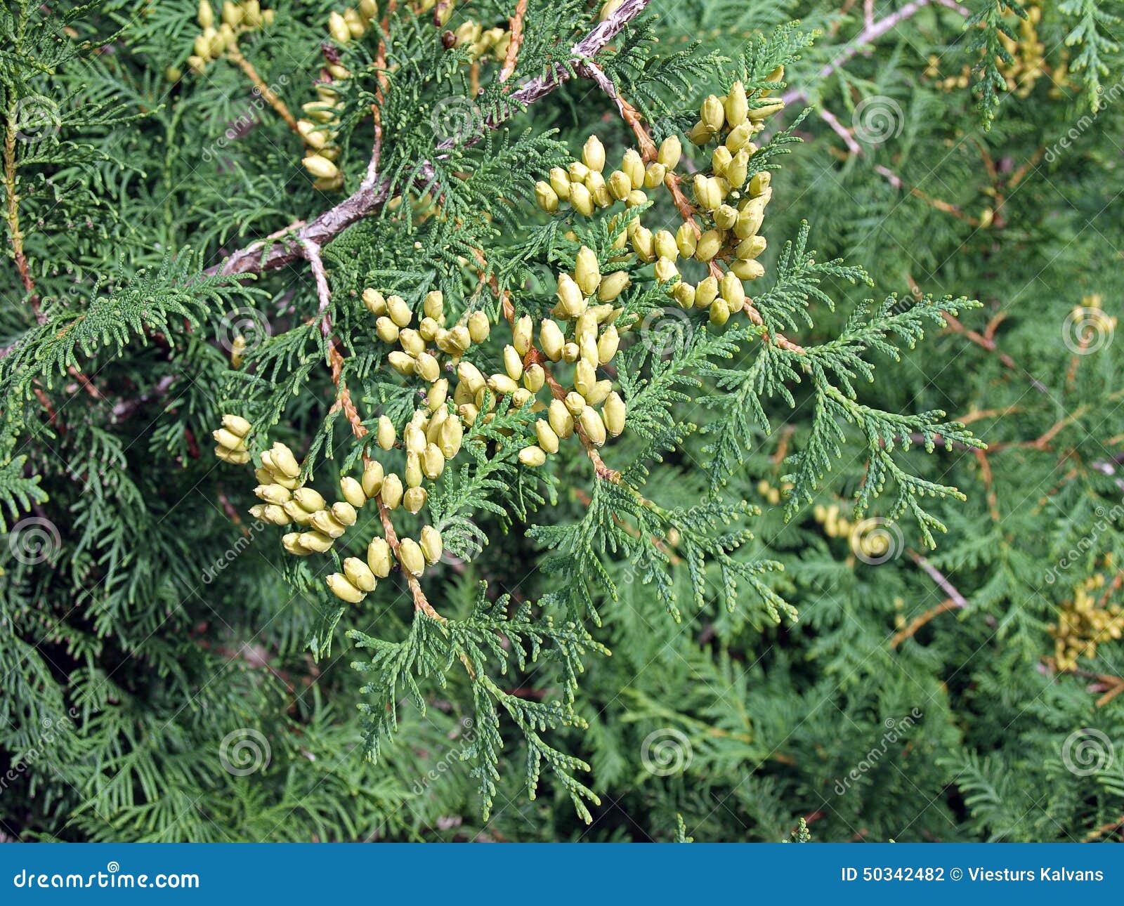 Thuja seeds 2 stock photo. Image of garden, bush, grow - 50342482