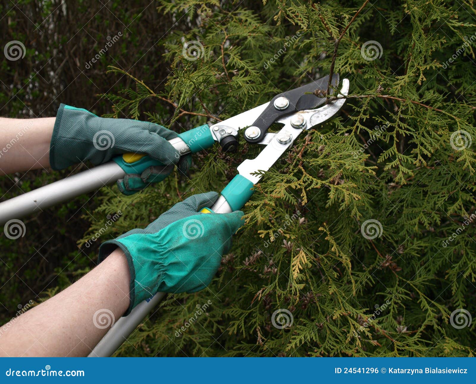 Thuja shearing stock photo. Image of shearing, gardener - 24541296