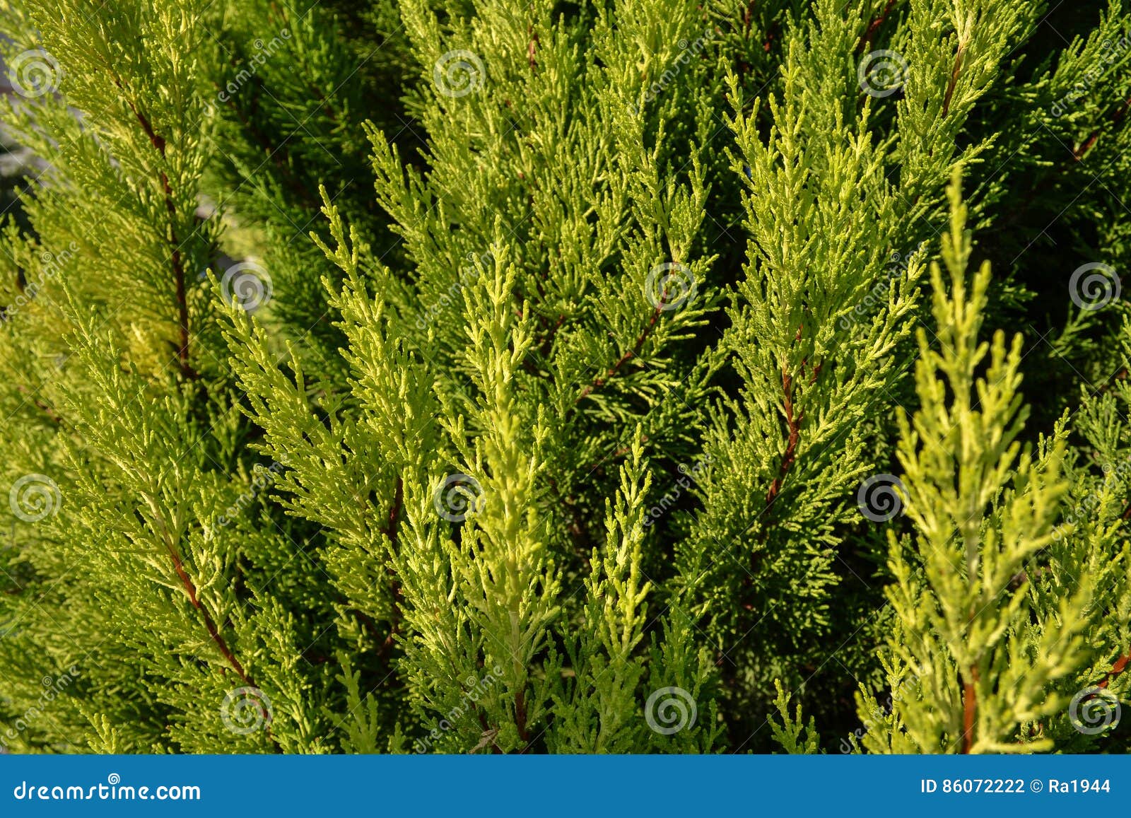 Thuja Texture. Green Thuja Tree Branches and Leaves As Natural ...
