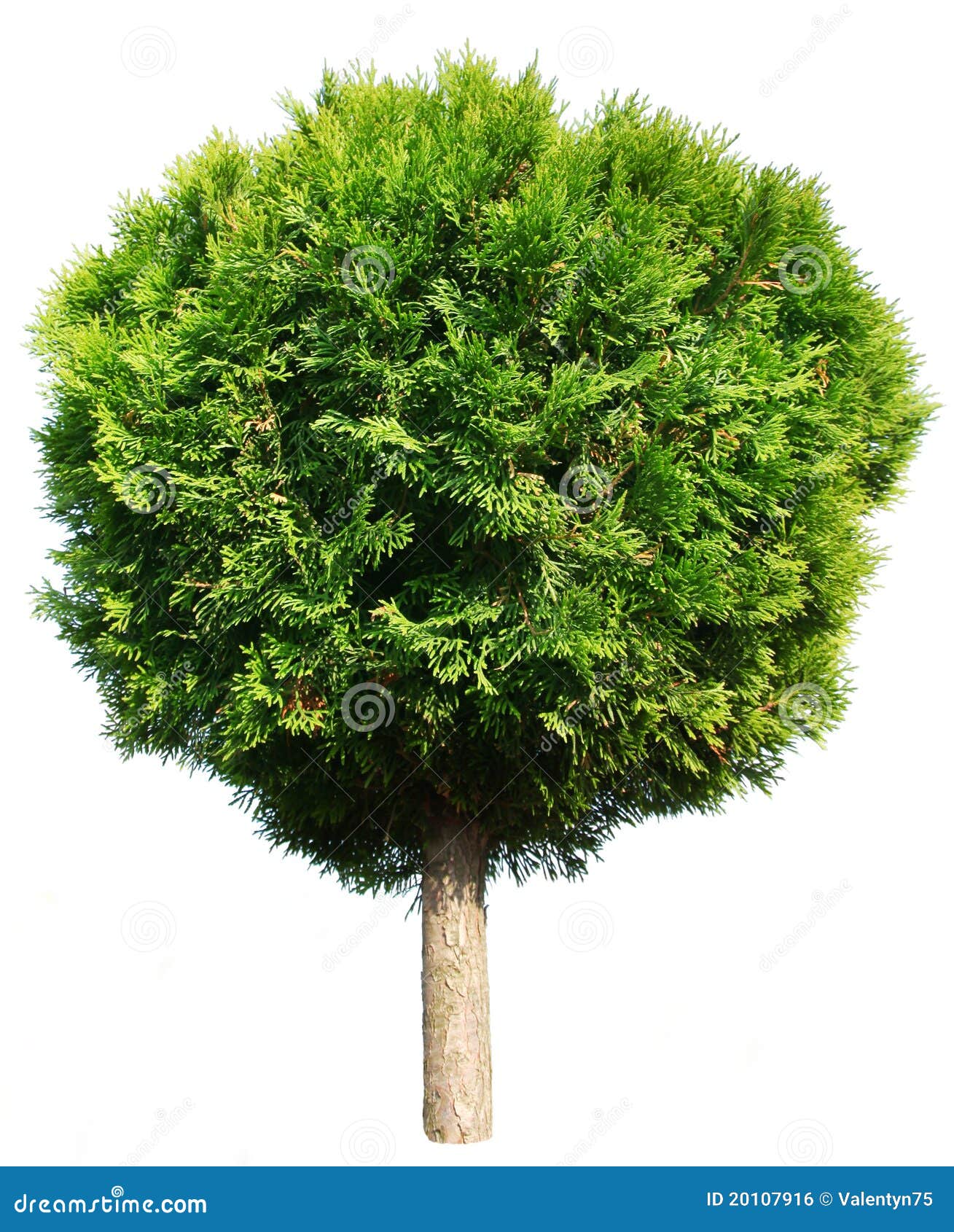 Thuja Tree Care. Thuja Branch With Fruits On The Male Palm. Stock Image ...