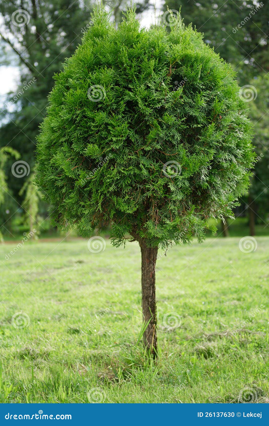 Thuja tree stock photo. Image of stem, cutting, background - 26137630