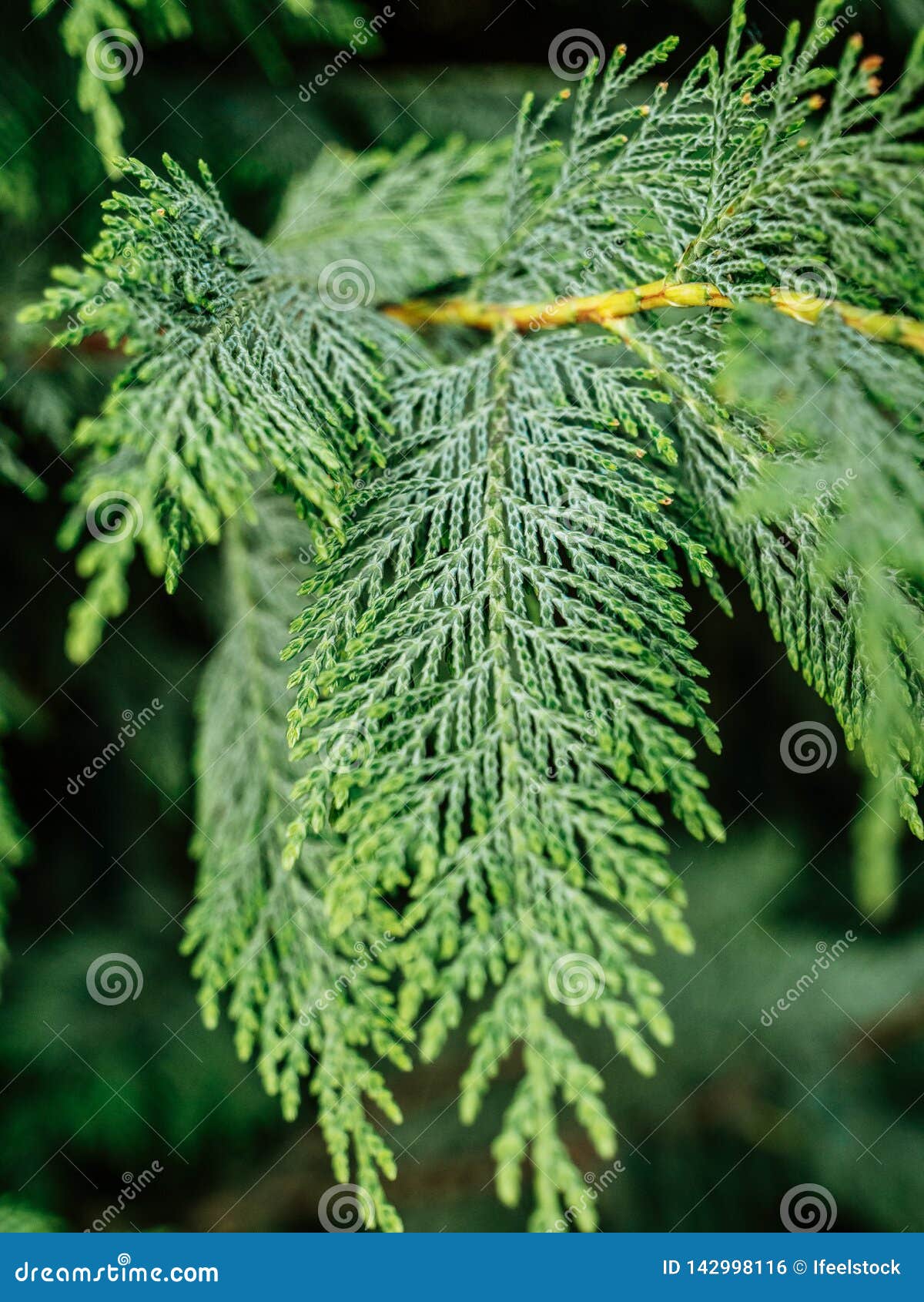 Thuja Tree Branch Forest Vibrant Stock Photo - Image of freshness ...