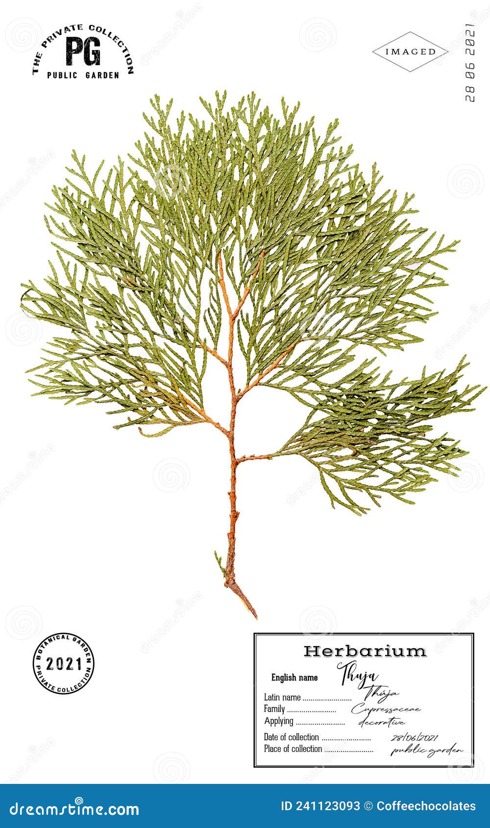 Thuja Tree Branch with Isolated Stock Image - Image of bush, biology ...