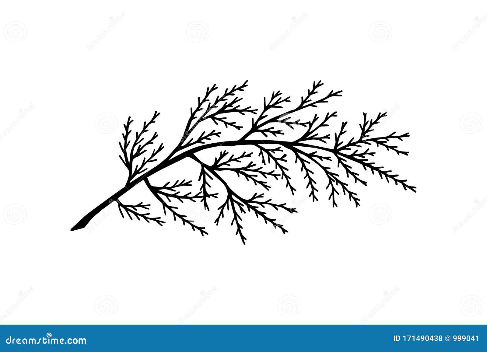 Thuja Tree Branch. on a White Background Isolate. Eps 10 Vector Stock ...