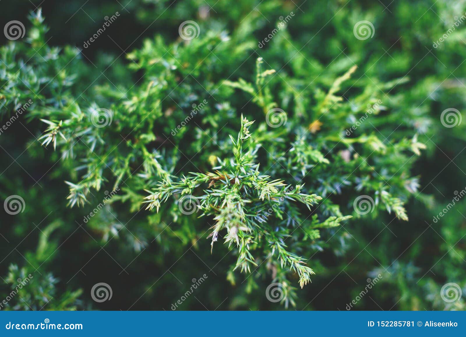 Thuja Tree Branches, Thuja Evergreen Coniferous Tree Stock Image ...