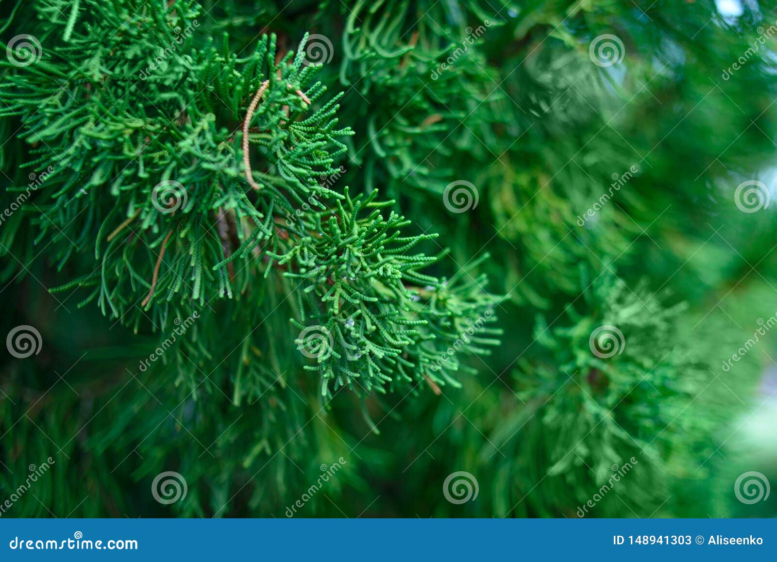 Thuja Tree Branches, Thuja Occidentalis Evergreen Coniferous Tree Stock ...