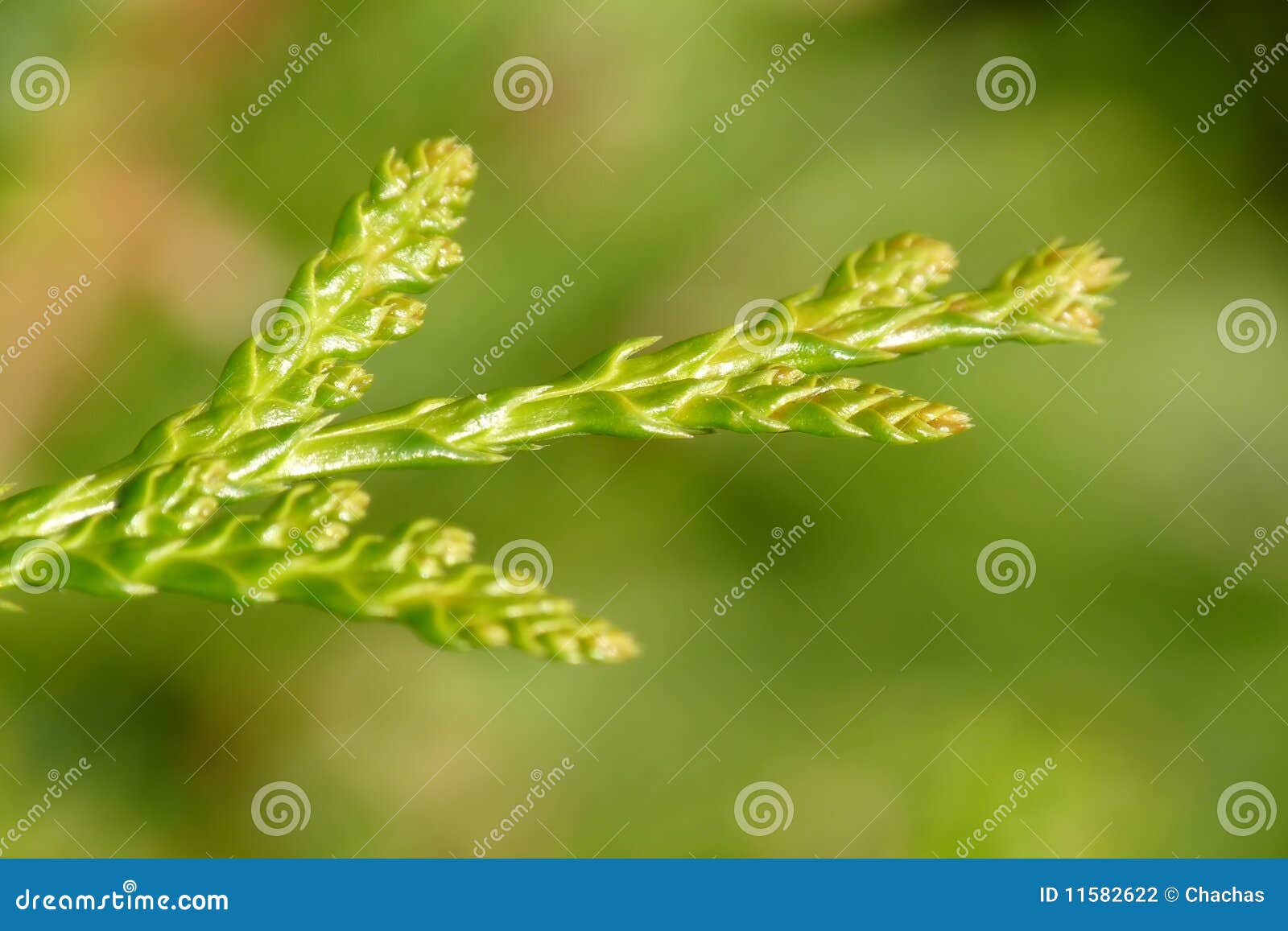 Thuja Tree Care. Thuja Branch With Fruits On The Male Palm. Stock Image ...