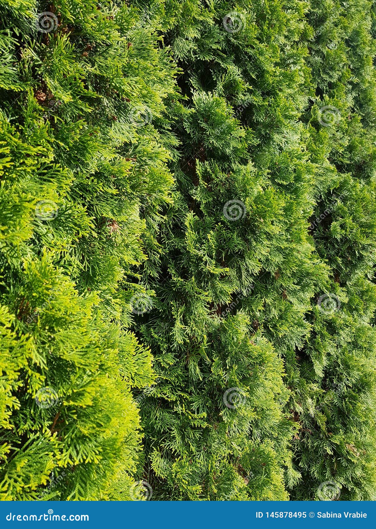 Thuja tree green wall stock image. Image of green, spring - 145878495