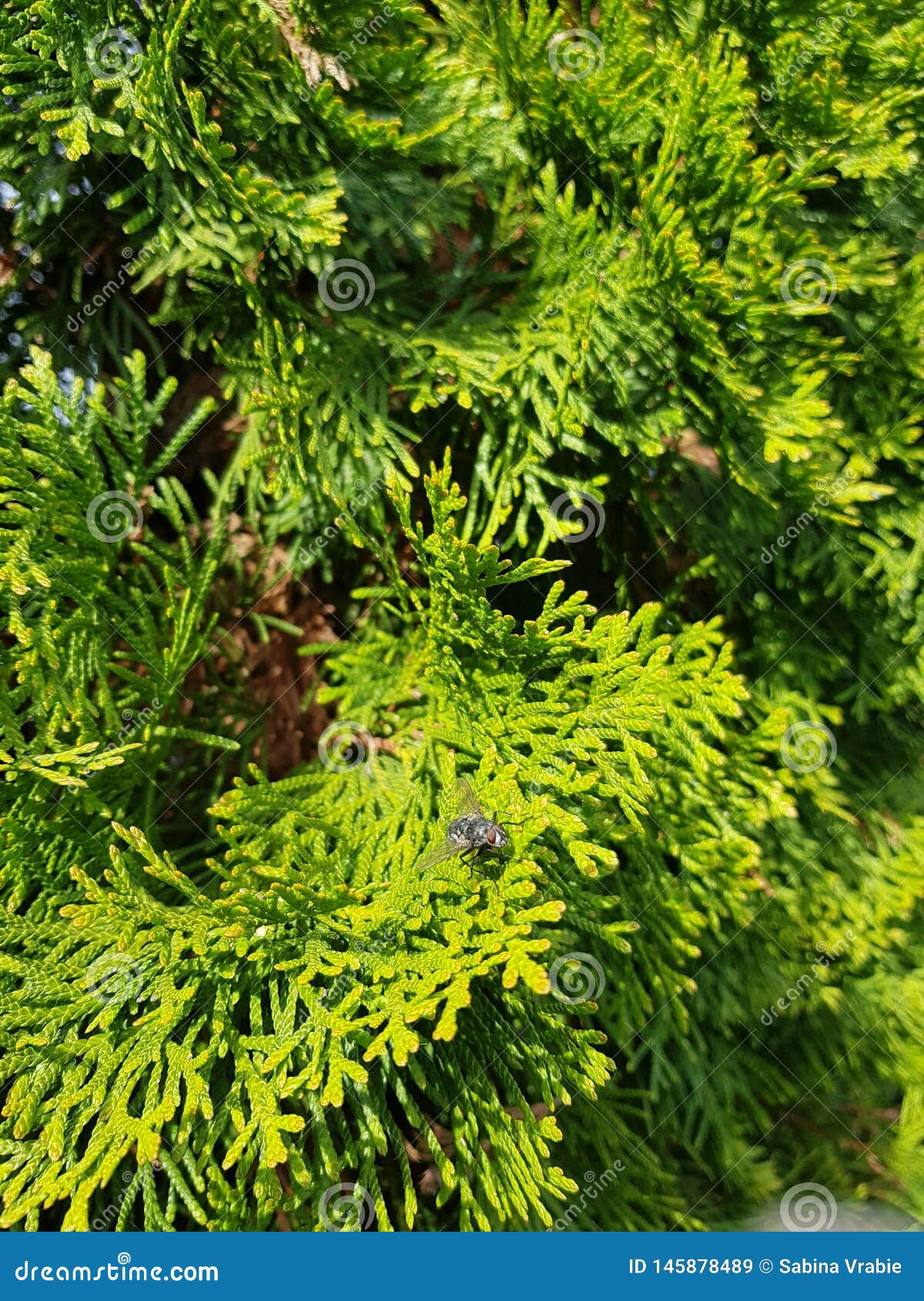 Thuja tree green wall stock image. Image of summer, green - 145878489