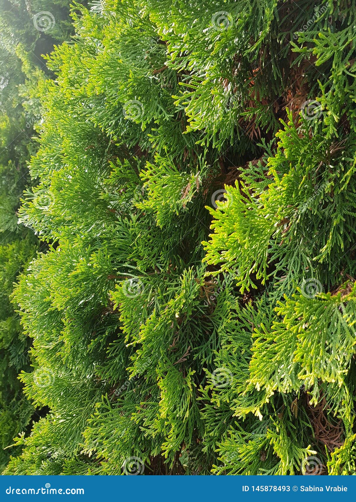 Thuja tree green wall stock image. Image of pattern - 145878493