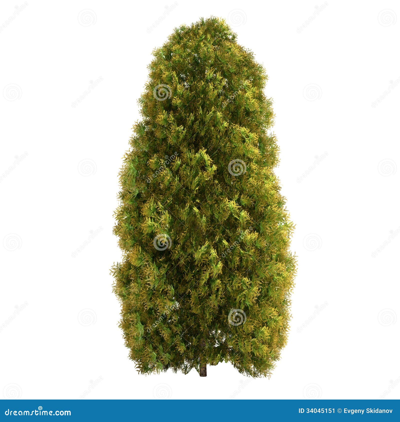 Thuja Tree Illustration, Drawing, Engraving, Ink, Line Art, Vector ...