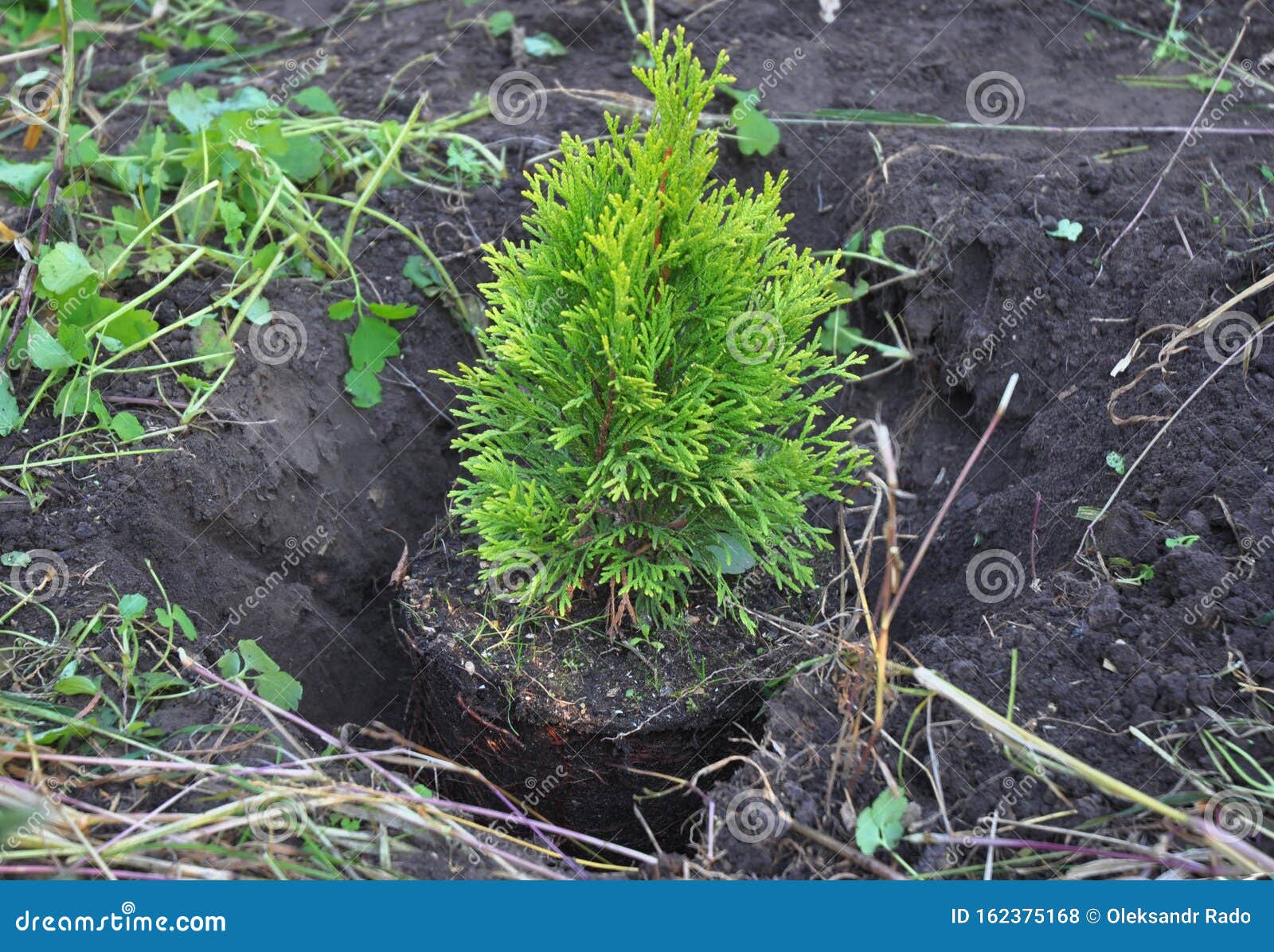 Thuja Tree Planting in the Garden, Thuja Tree Care Stock Photo - Image ...