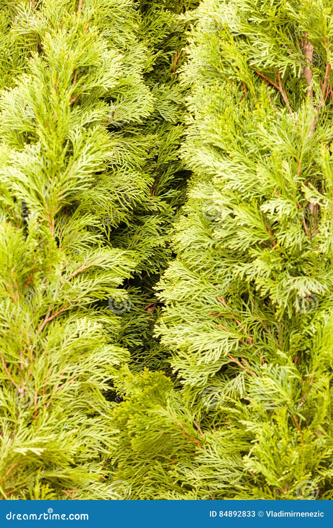 Tree thuja in nature stock image. Image of garden, leaf - 84892833