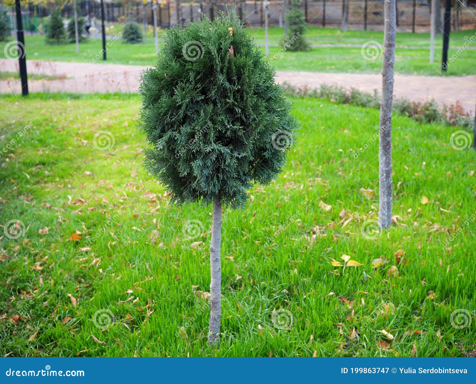 Thuja on the Trunk in the Landscape Design of the Park Stock Image ...