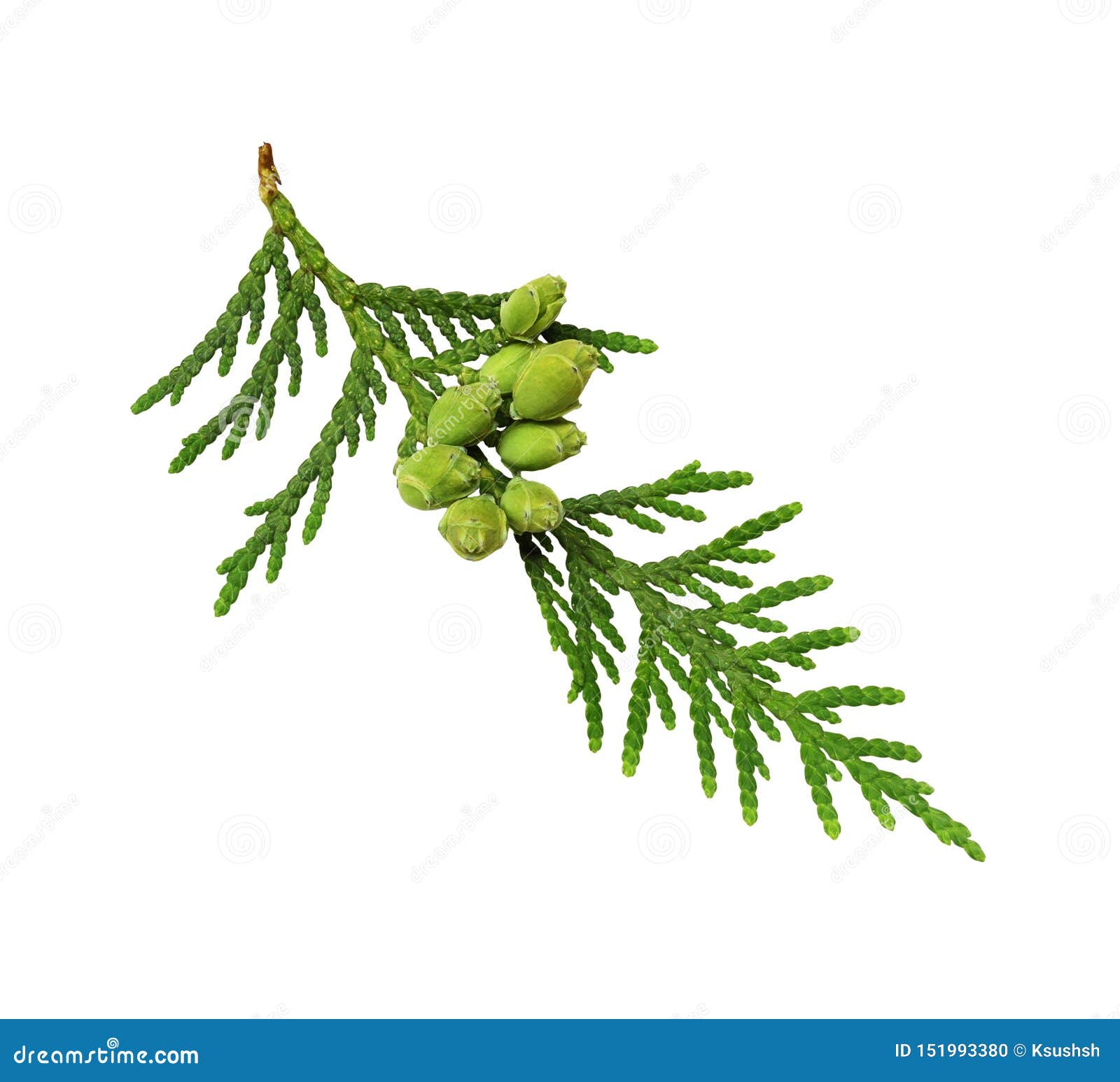 Thuja Twig, Thuja Occidentalis Is An Evergreen Coniferous Tree ...