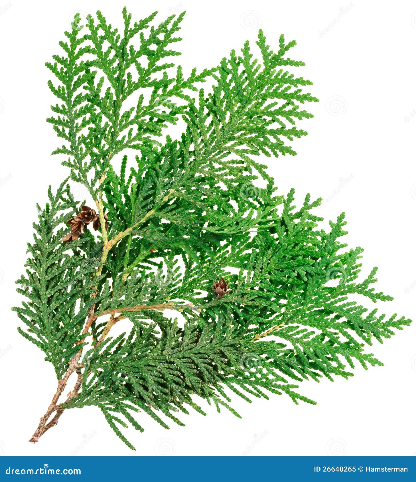 Thuja Twig, Thuja Occidentalis Is An Evergreen Coniferous Tree ...