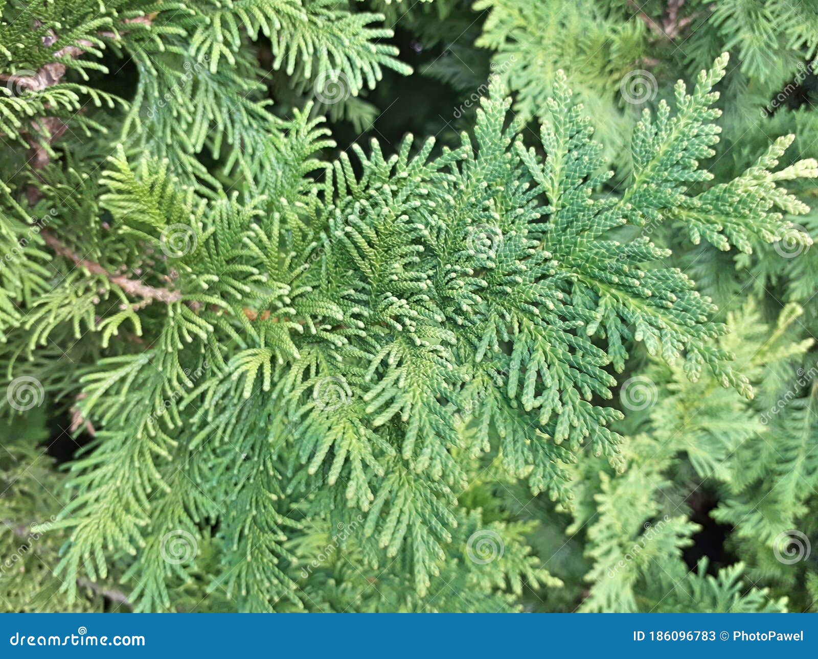 Thuja Occidentalis is an Evergreen Coniferous Tree Stock Image - Image ...