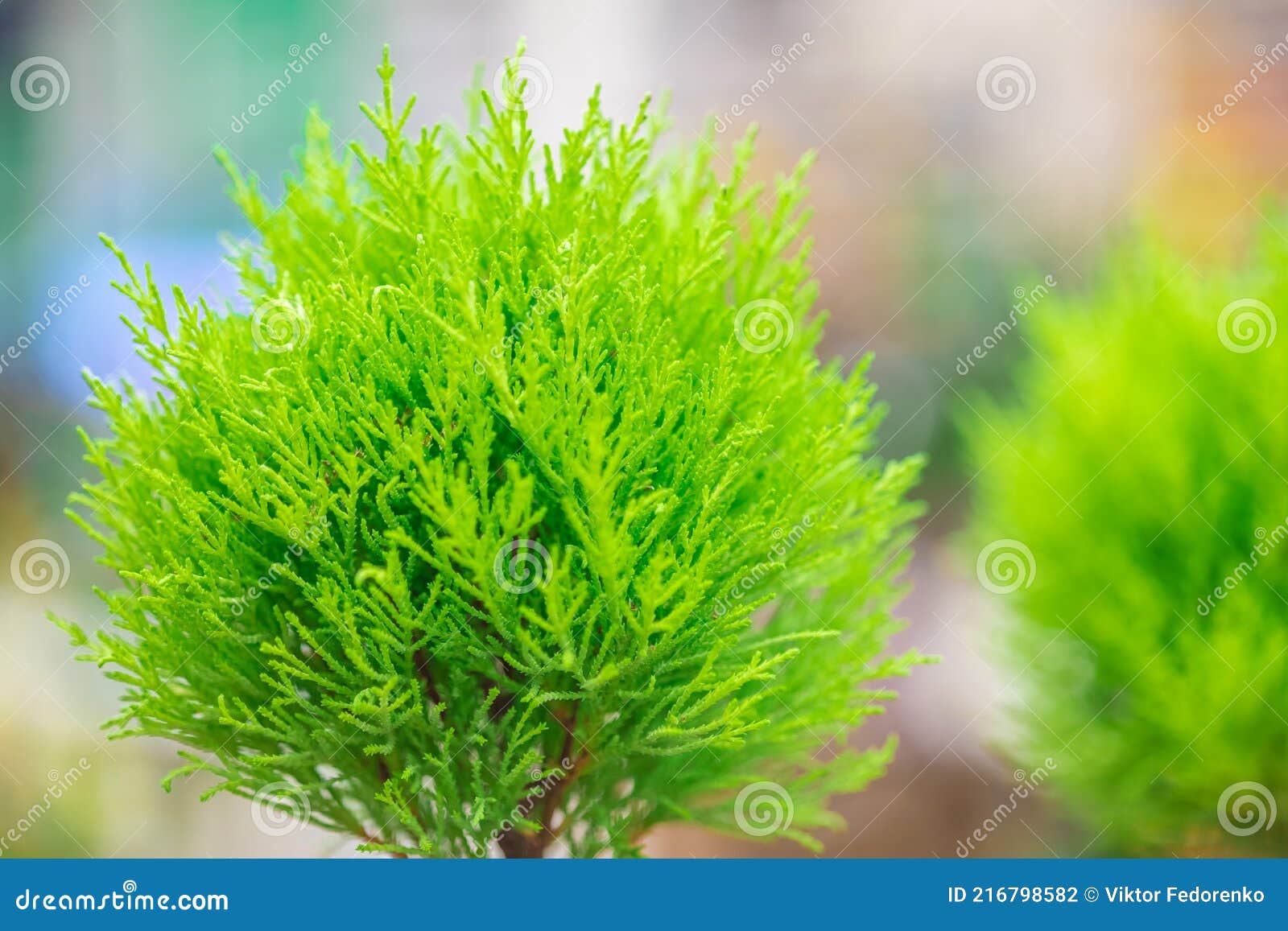 Thuja Western Smaragd Sapling. Coniferous Trees Stock Photo - Image of ...