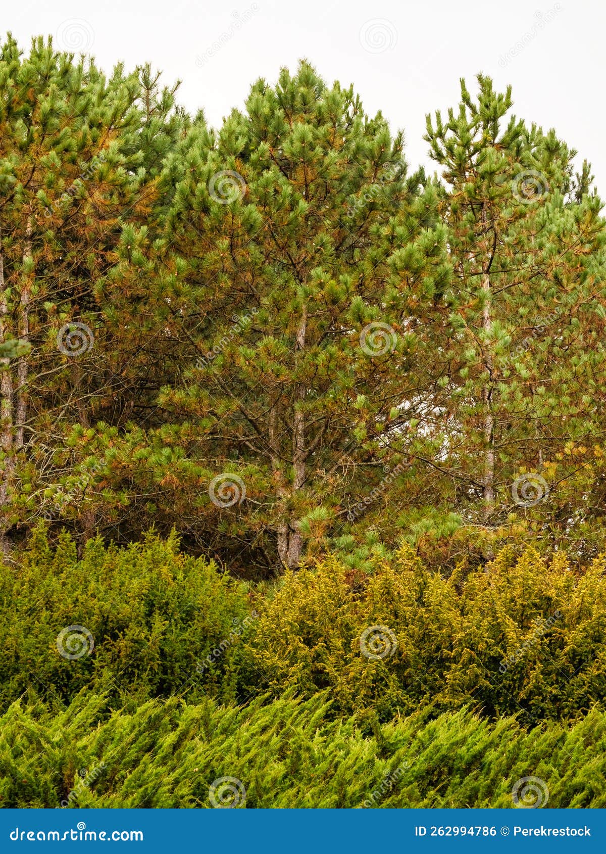 Thuja Y Pinos Y Matorrales Con Ramas Verdes Y Marrones Foto de archivo ...