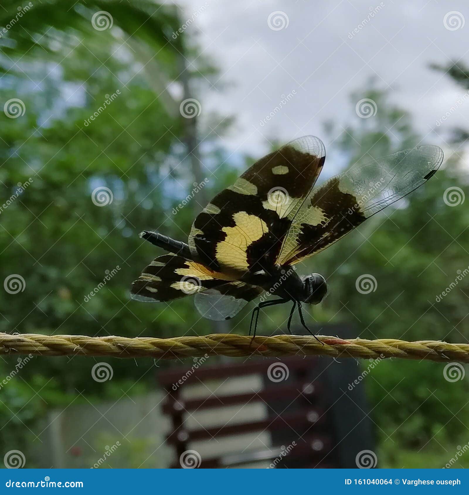 Thumbi-butterfly stock photo. Image of dreamstime, butterfly - 161040064