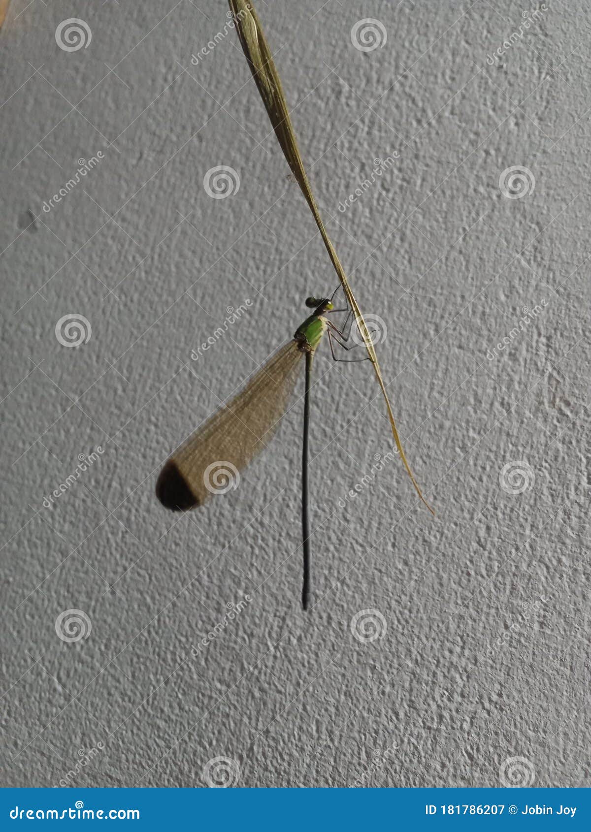 Thumbi Stock Photos - Free & Royalty-Free Stock Photos from Dreamstime