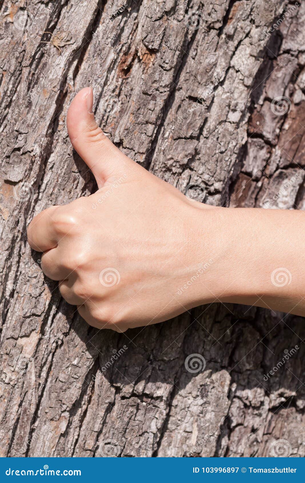 Thumbs up at the tree stock image. Image of front, sustainability ...