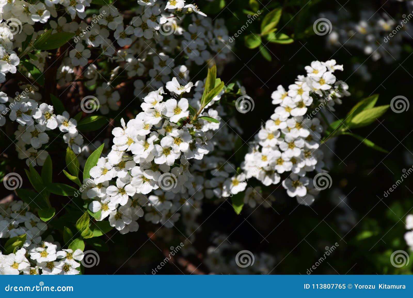 Thunberg spirea stock image. Image of messenger, japanese - 113807765