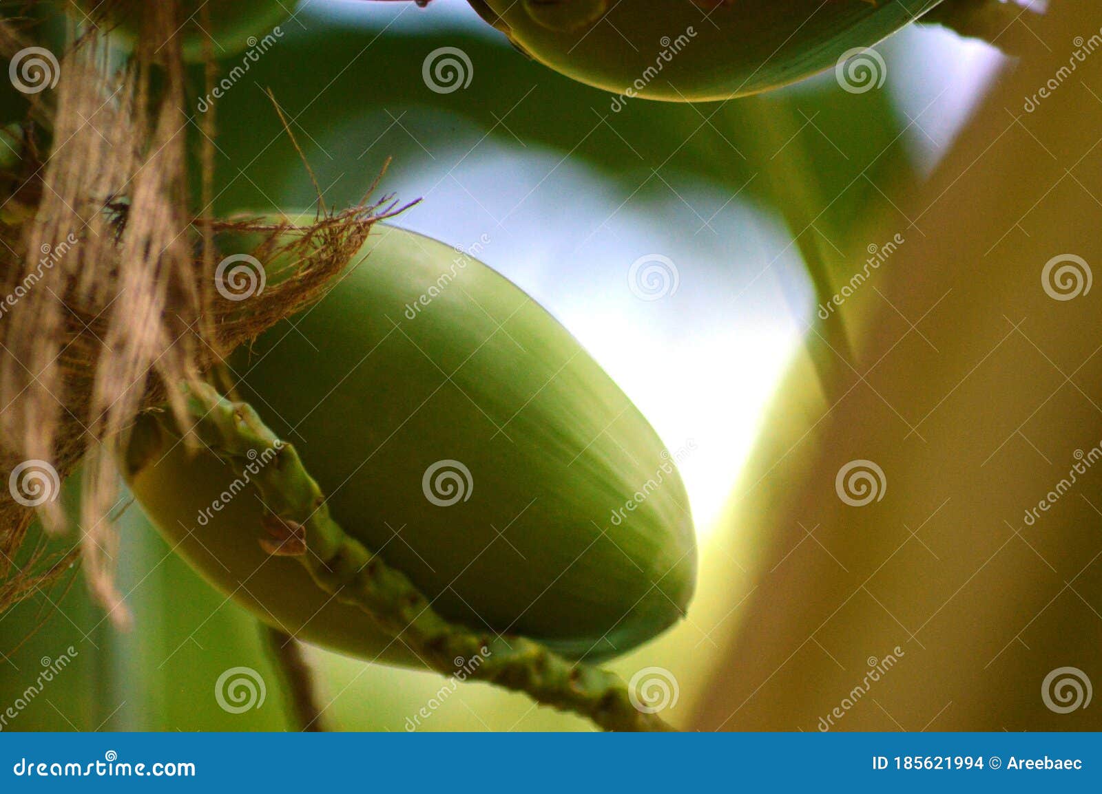 Thunder Coconut Yellow Stock Photos - Free & Royalty-Free Stock Photos ...
