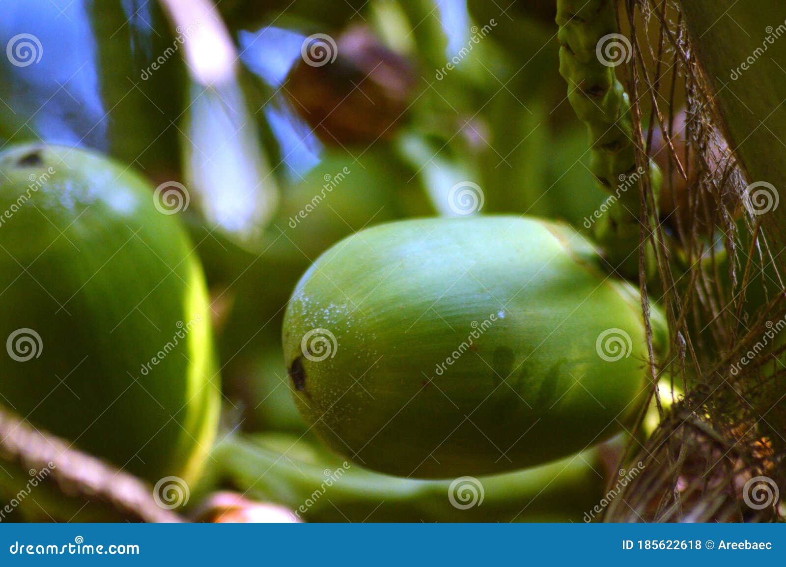 Thunder coconut in tree stock photo. Image of fruit - 185622618
