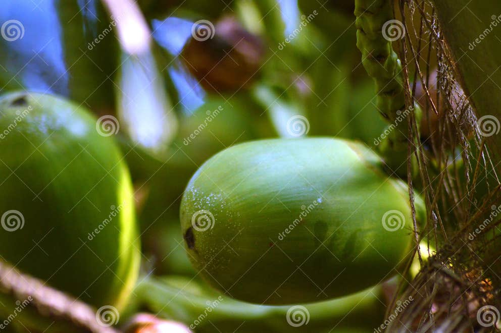 Thunder coconut in tree stock photo. Image of fruit - 185622618