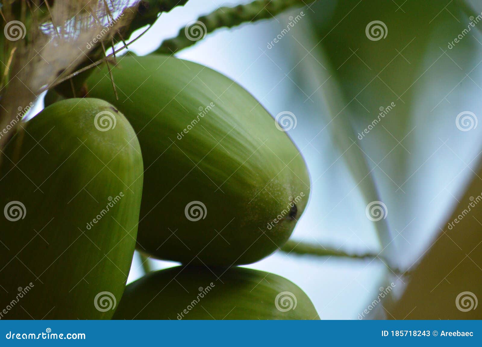 Thunder coconut on tree stock image. Image of flower - 185718243