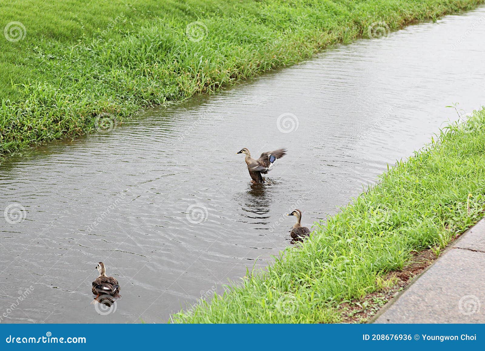 A thunderbolk in park stock photo. Image of bird, thunder - 208676936