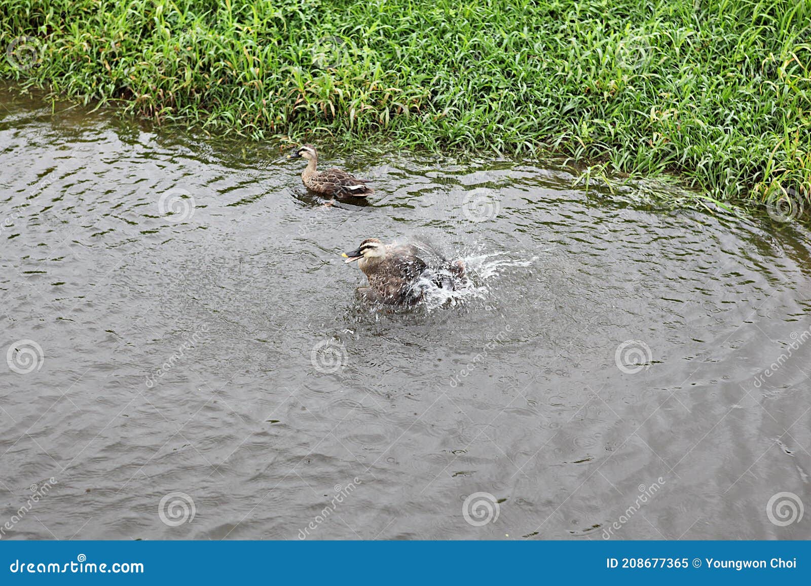 A thunderbolk in park stock image. Image of herb, summer - 208677365