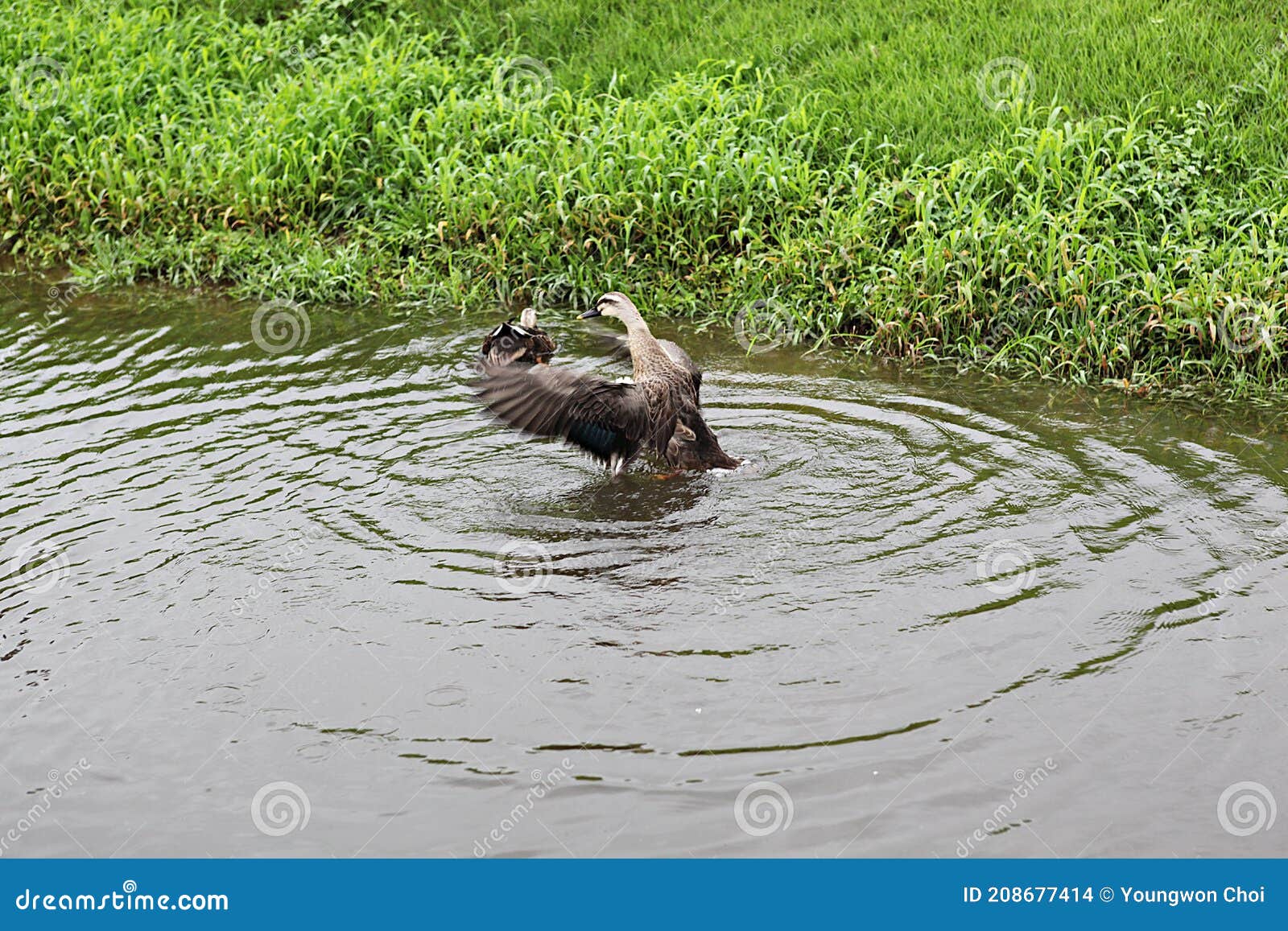 A thunderbolk in park stock photo. Image of thunder - 208677414