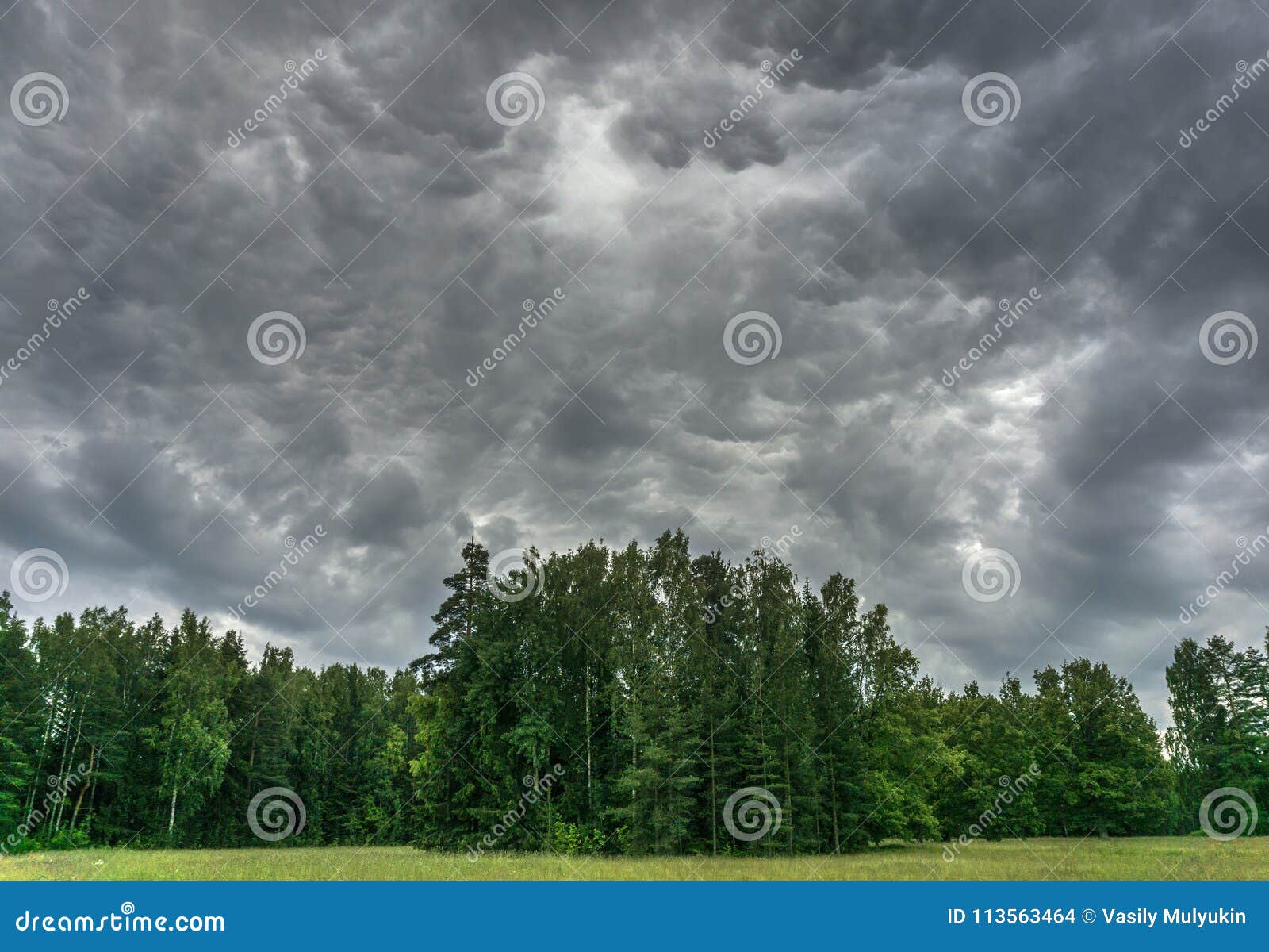 Thunder in the forest stock photo. Image of nature, outdoor - 113563464
