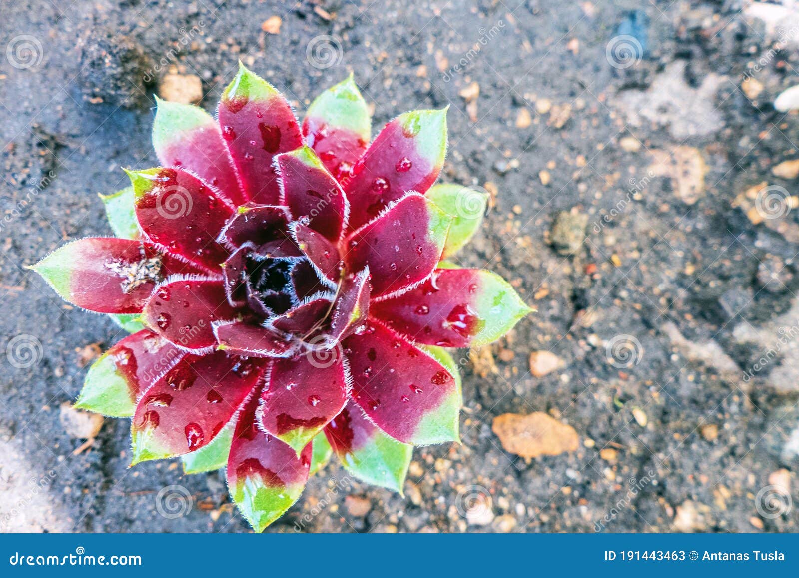 Thunder rose flower stock image. Image of flora, green - 191443463