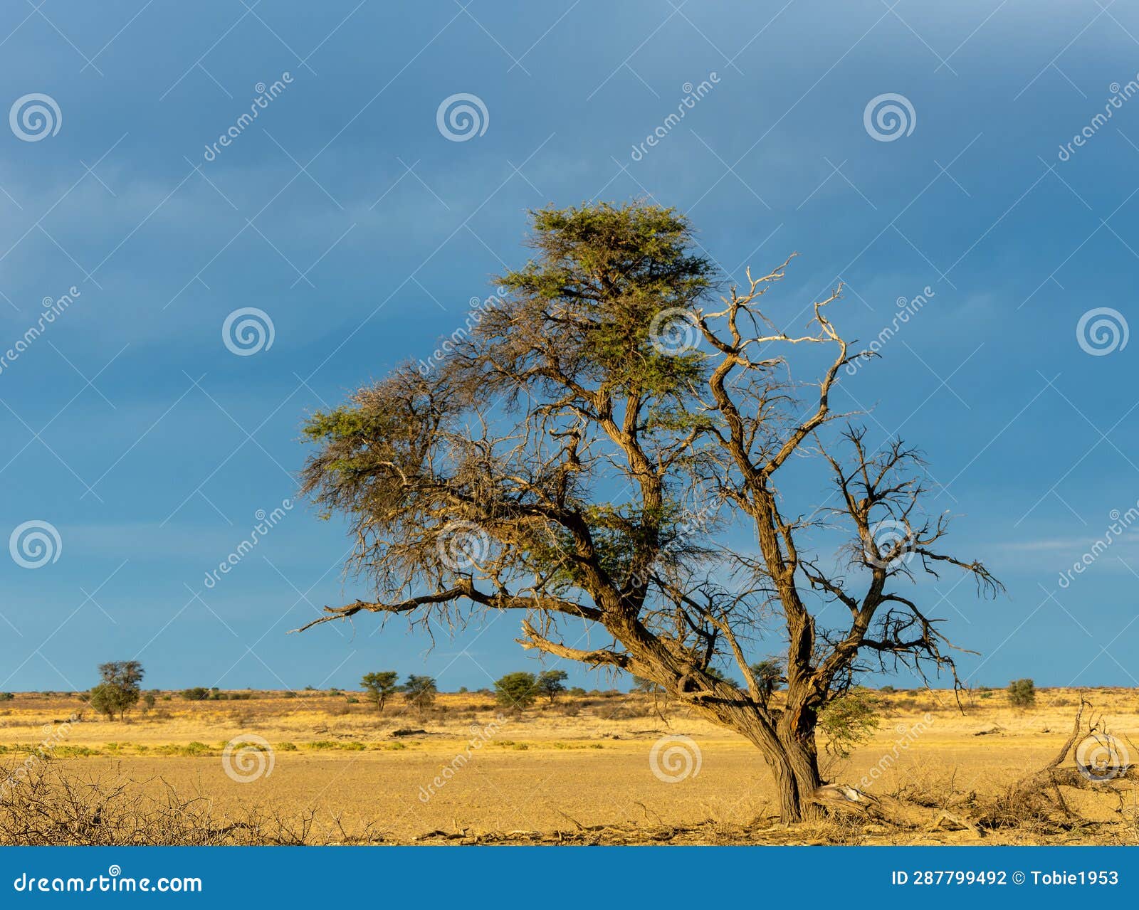 Thunder Storm Approaching Over Grass Plains Stock Photo - Image of ...
