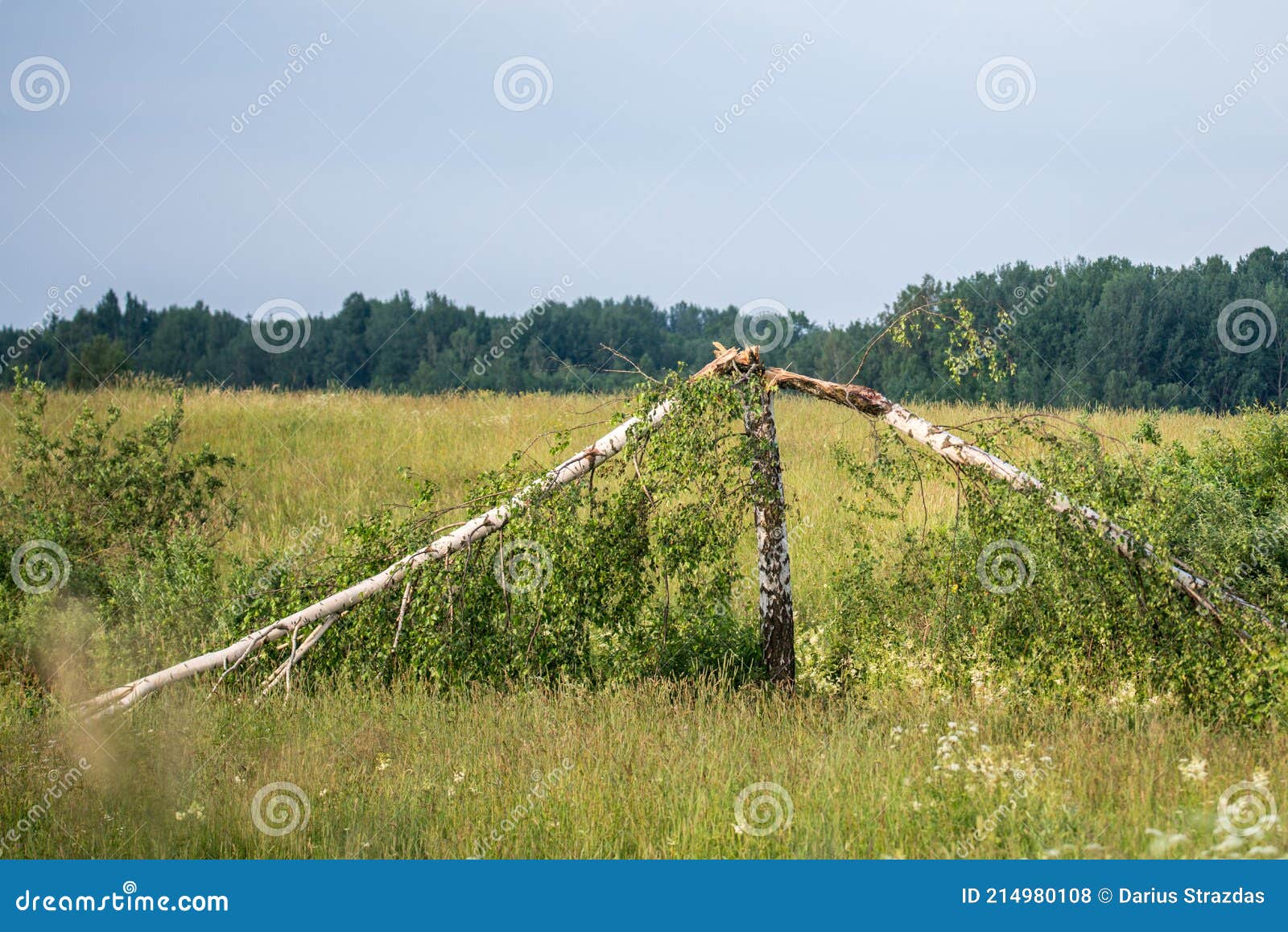 Three is Broken after Thunder Storm Stock Photo - Image of three ...
