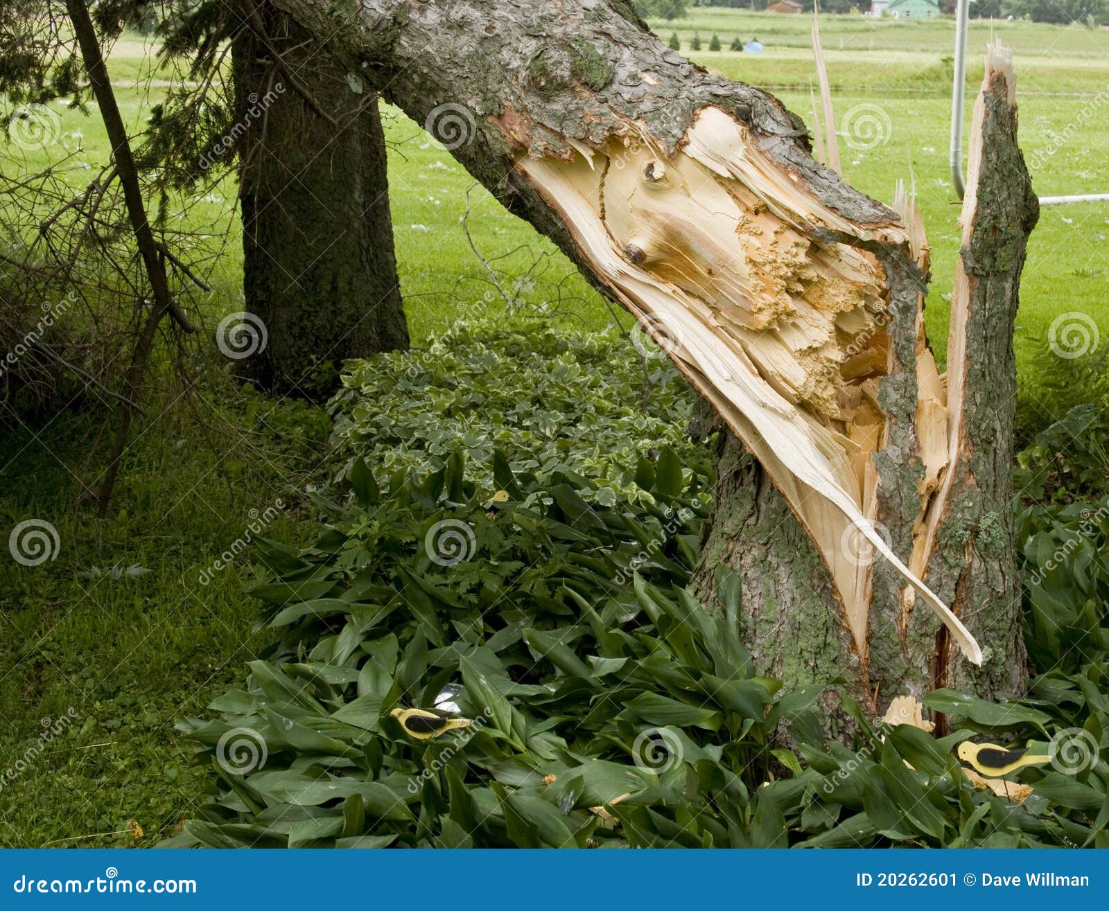Thunder storm wind damage stock image. Image of downed - 20262601