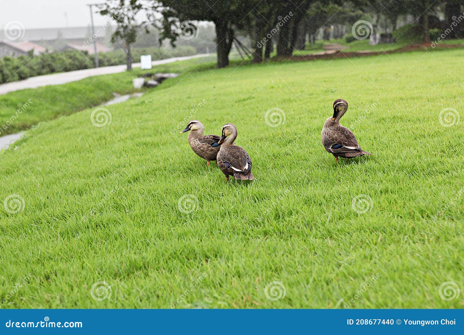 A thunderbolk in park stock photo. Image of wildanimal - 208677440