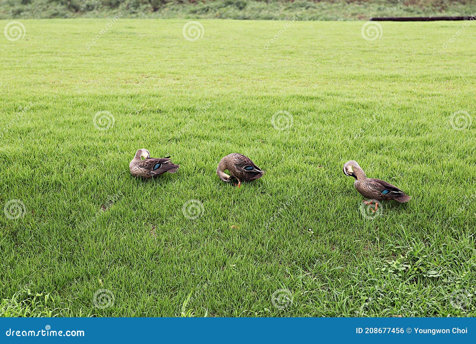 A thunderbolk in park stock photo. Image of animal, flows - 208677456