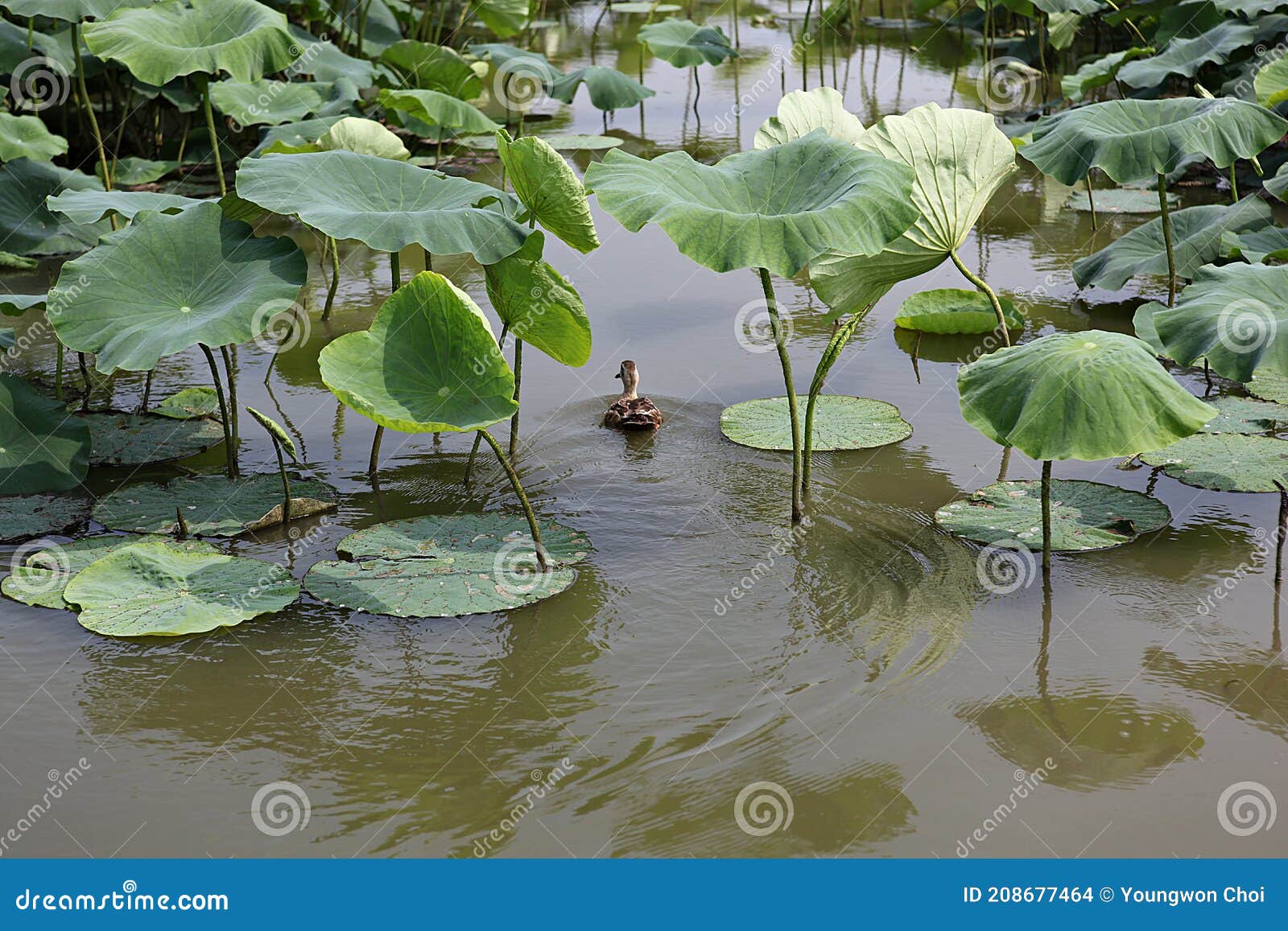 A thunderbolk in park stock photo. Image of appeared - 208677464