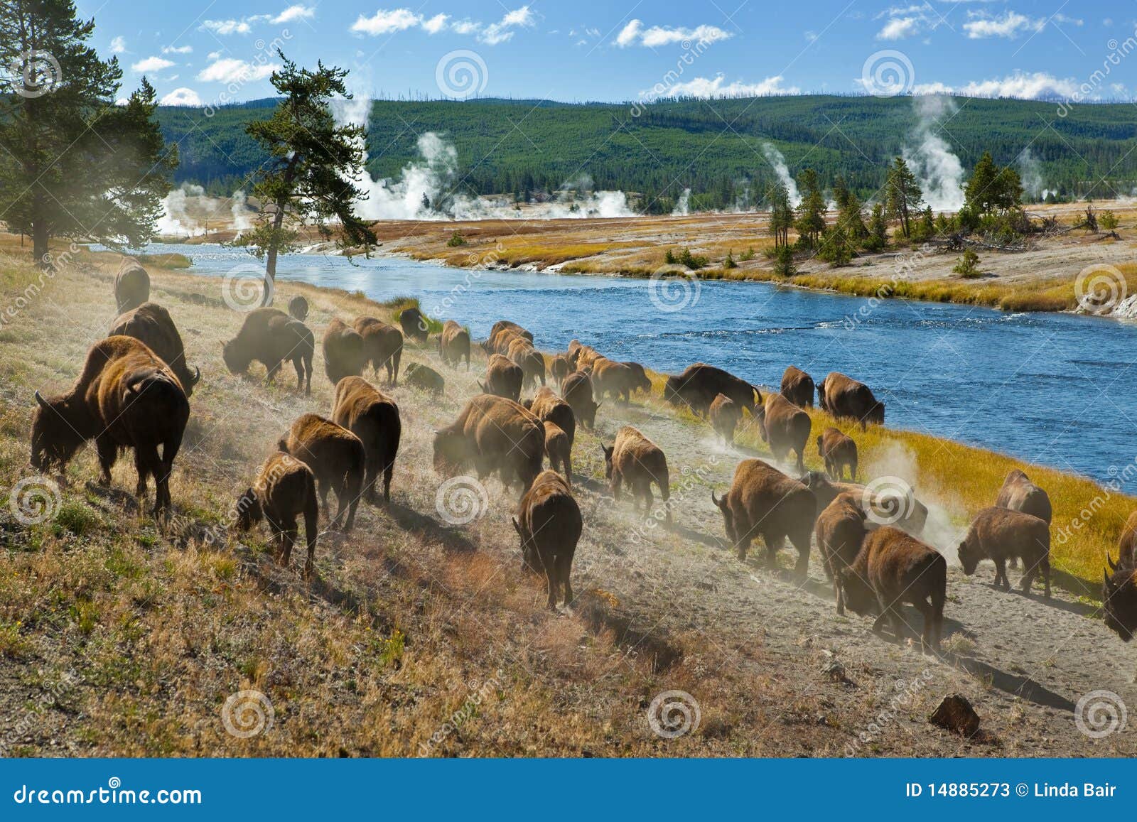 Thundering Herd of American Bison Stock Image - Image of hoofed ...