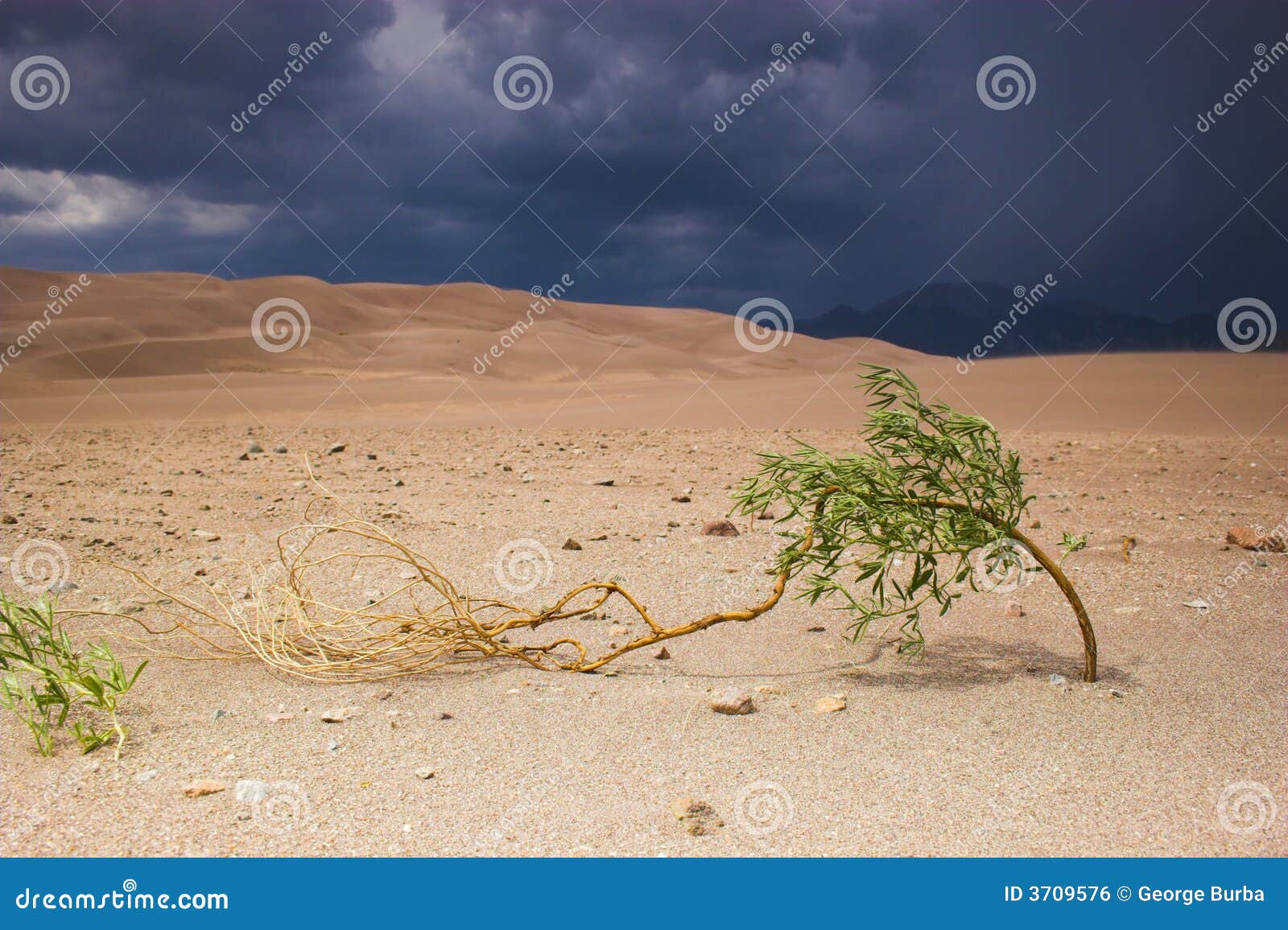Thunderstorm Over Sand Dunes Stock Photo - Image of barren, dune: 3709576
