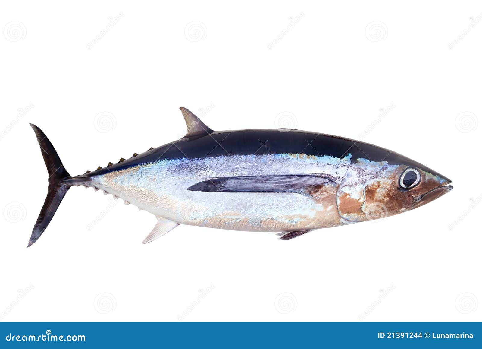Thunnus Alalunga Dos Peixes De Atum Da Albacora Foto de Stock - Imagem ...