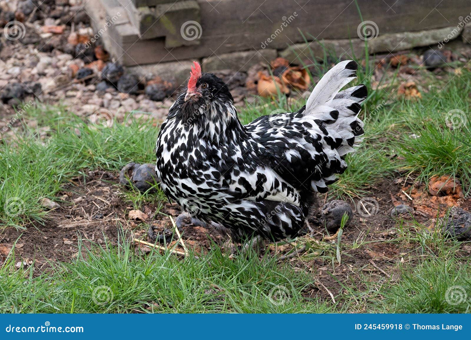 A Thuringian Beard Chicken, a Special Breed from Thuringia Stock Photo ...