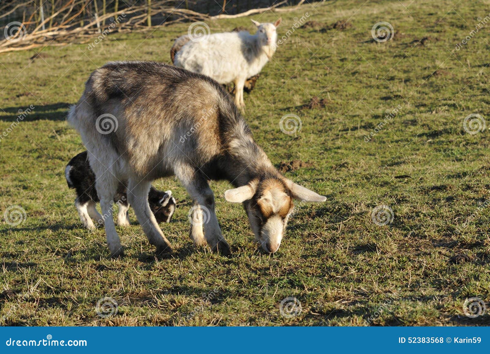 Thuringian forest goat stock photo. Image of meadow, springtime - 52383568