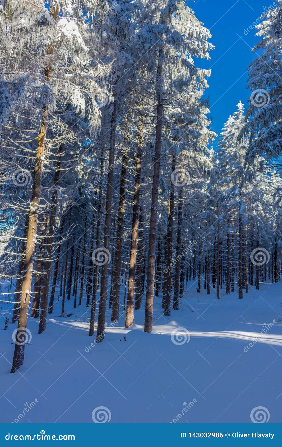 On the Way through the Thuringian Forest in Its Full Glory Stock Photo ...